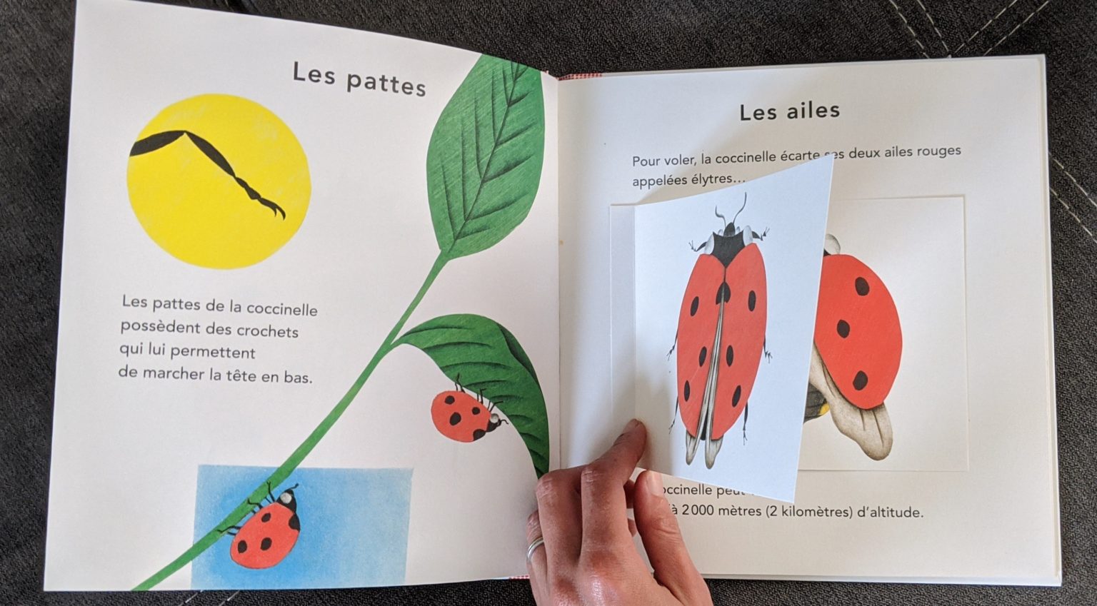 Activités manuelles sur les coccinelles - ManzaBull'