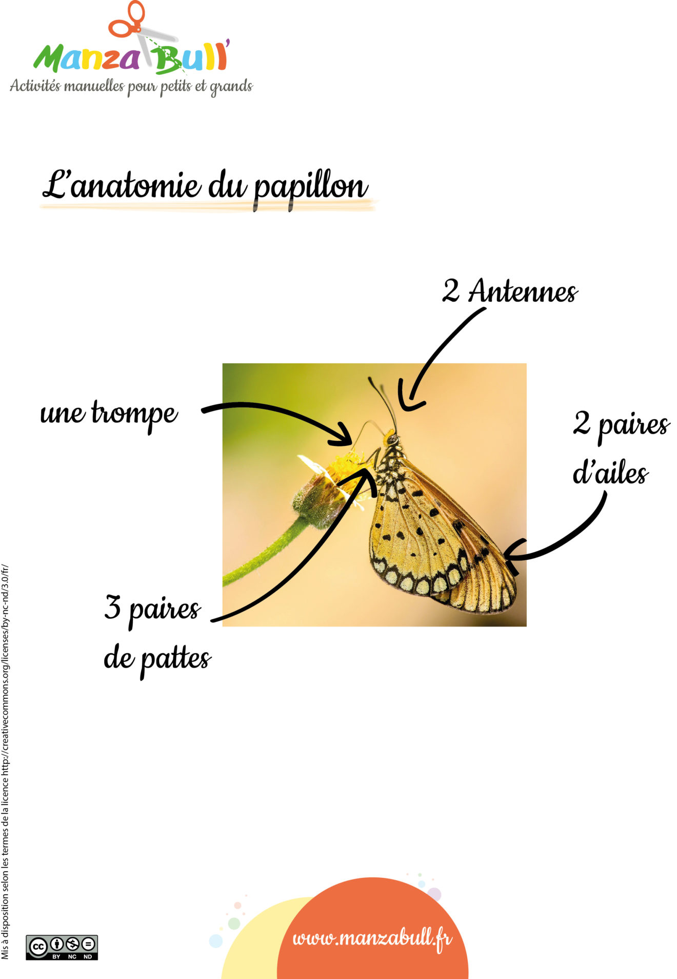 Le papillon : activités manuelles et fiches - ManzaBull'