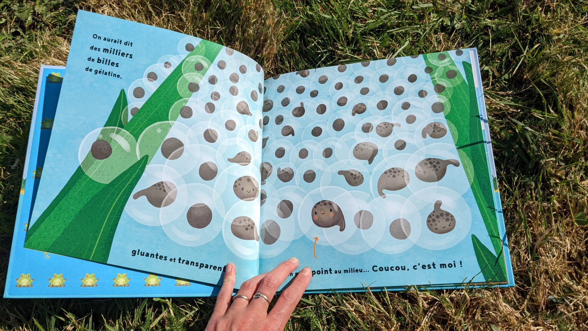 Activité d'éveil à la nature : le cycle de vie de la grenouille ...