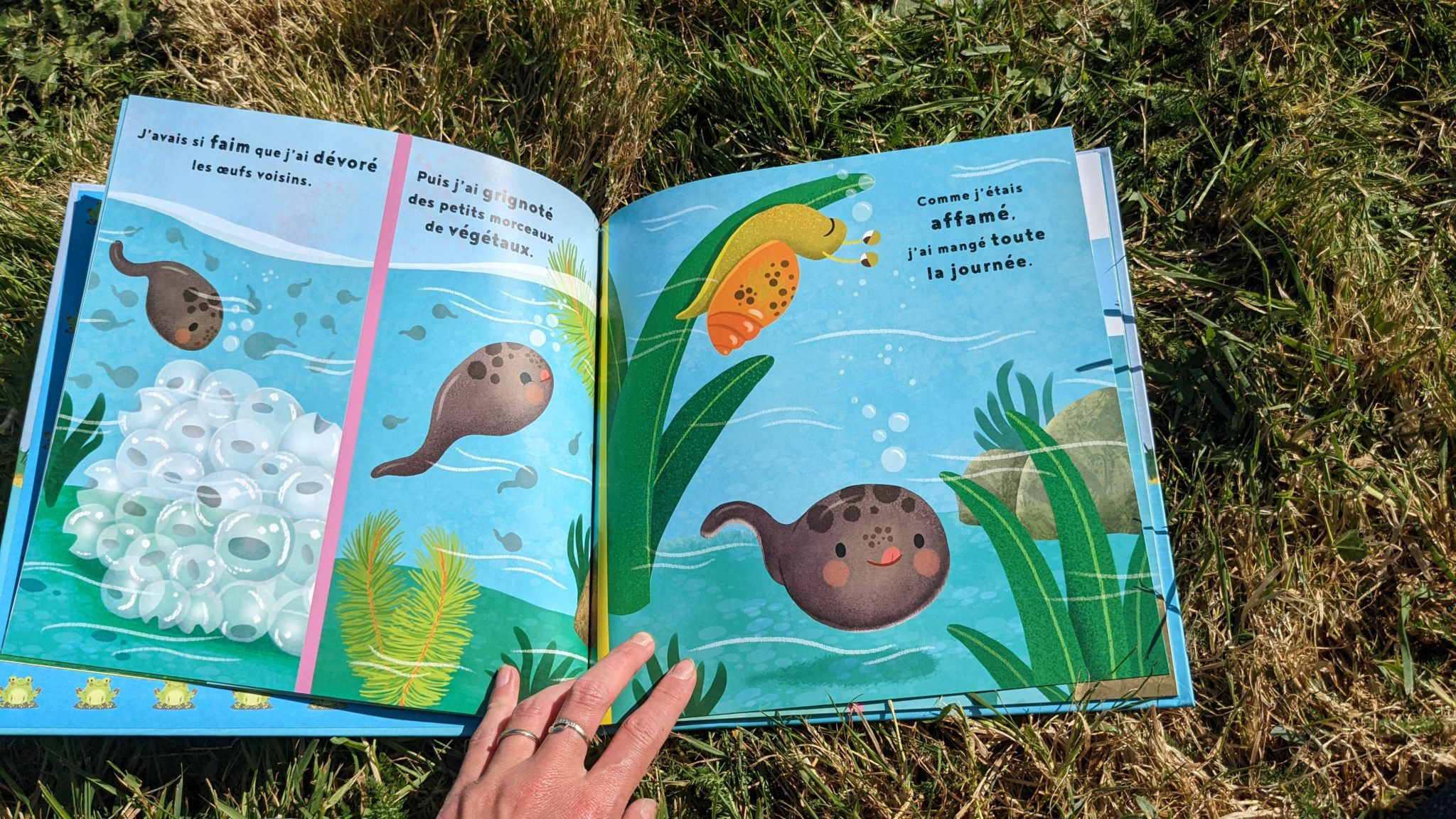 Activité d'éveil à la nature : le cycle de vie de la grenouille ...