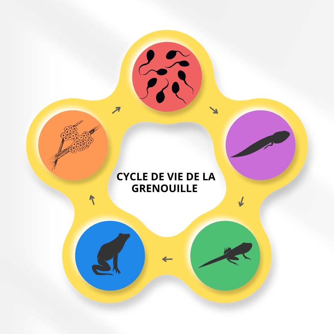 Activité d'éveil à la nature : le cycle de vie de la grenouille ...