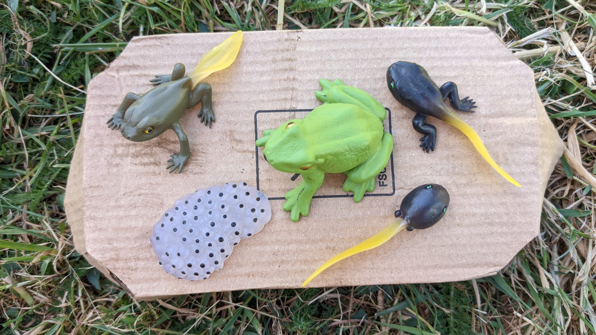 Activité d'éveil à la nature : le cycle de vie de la grenouille ...