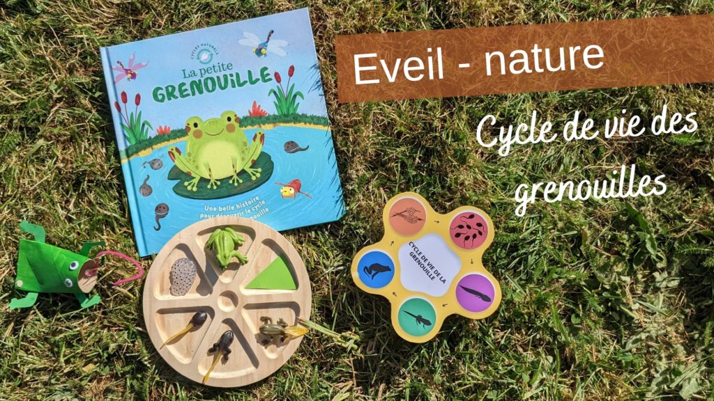 Activité d'éveil à la nature : le cycle de vie de la grenouille ...