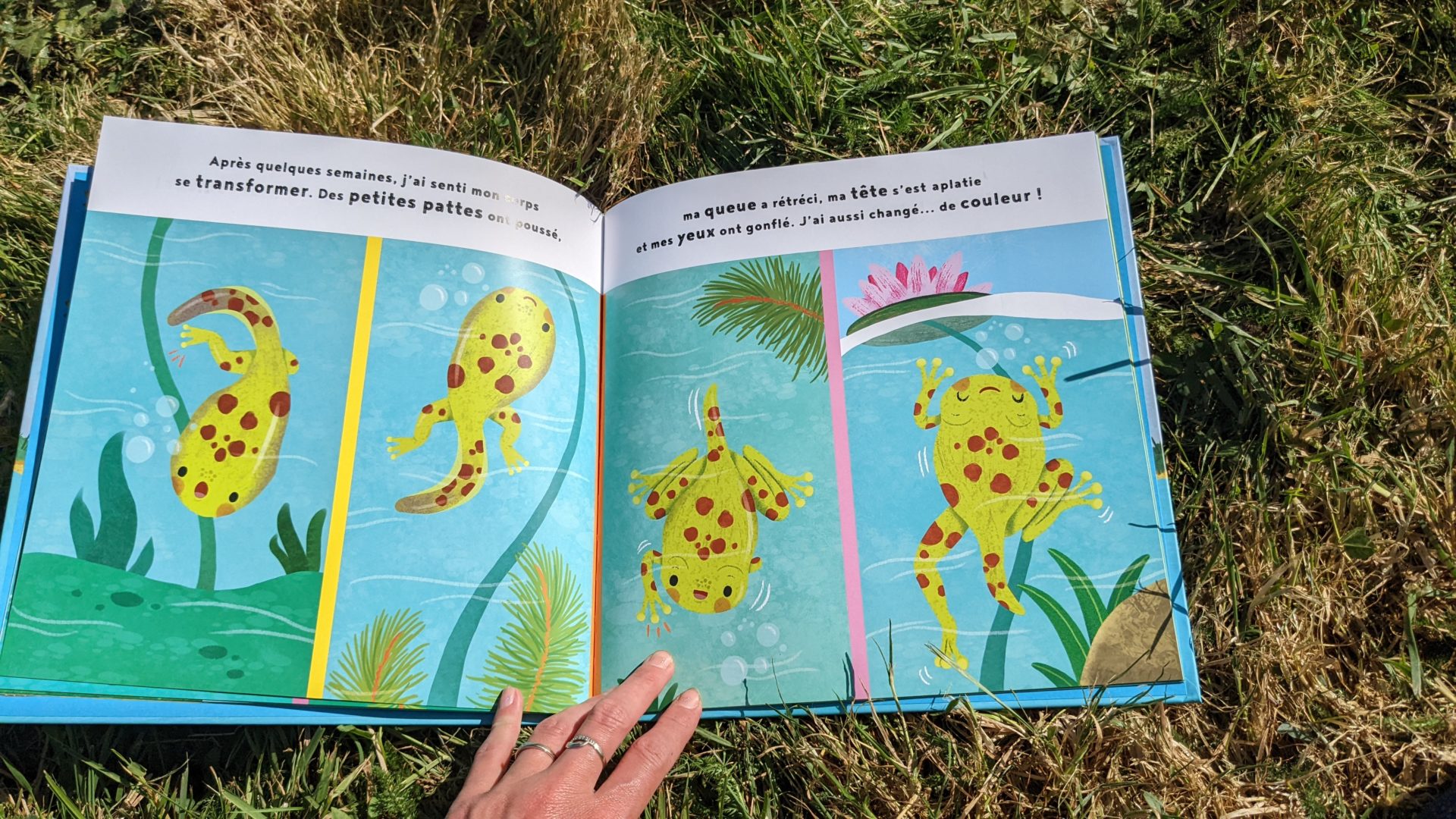 Activité d'éveil à la nature : le cycle de vie de la grenouille ...