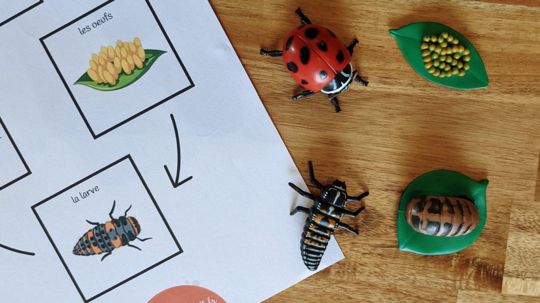 Le cycle de vie des coccinelles - ManzaBull'