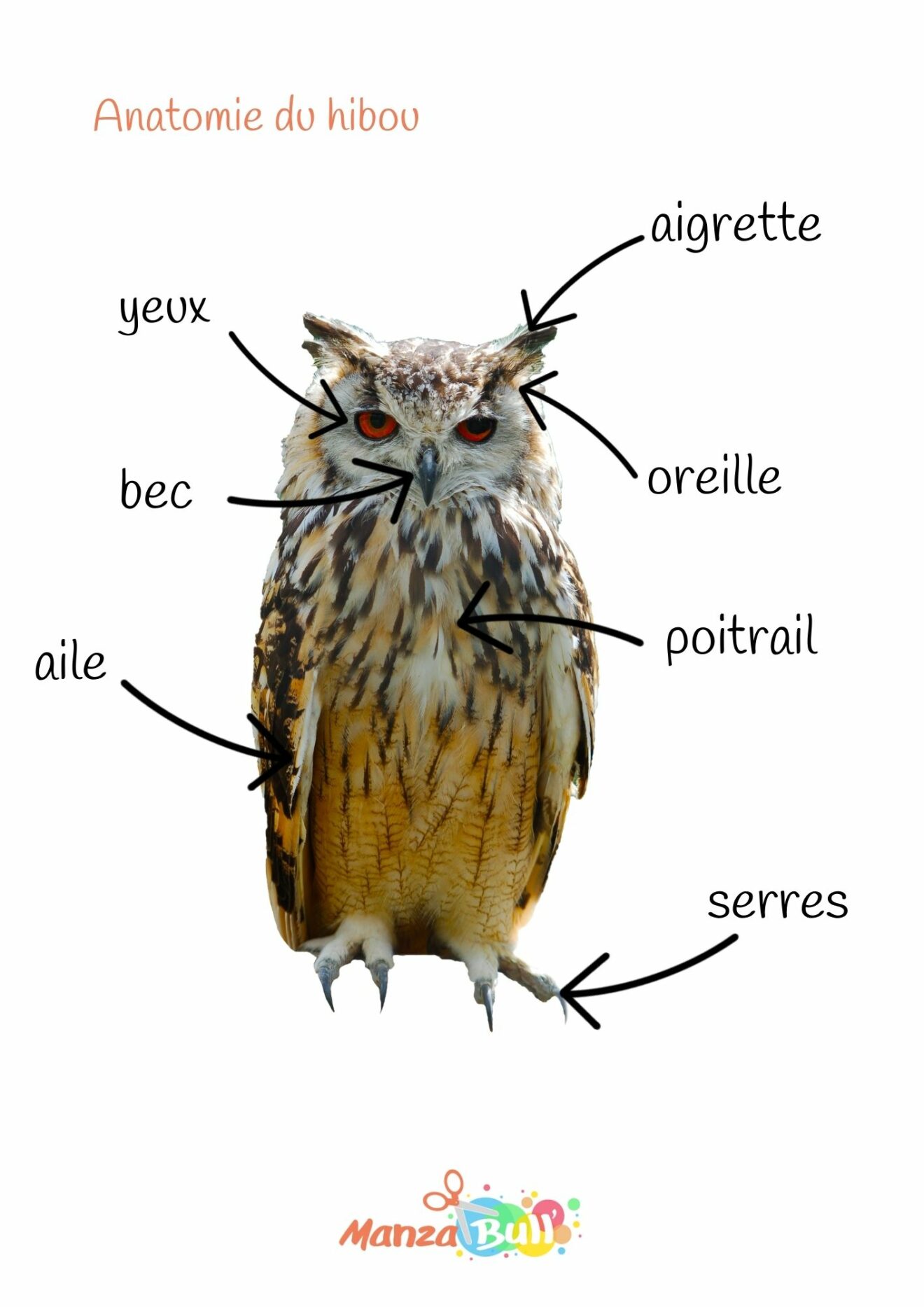 Activités d'automne sur le thème du hibou - ManzaBull'