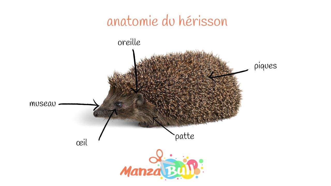 Activités sur le thème du hérisson - ManzaBull'