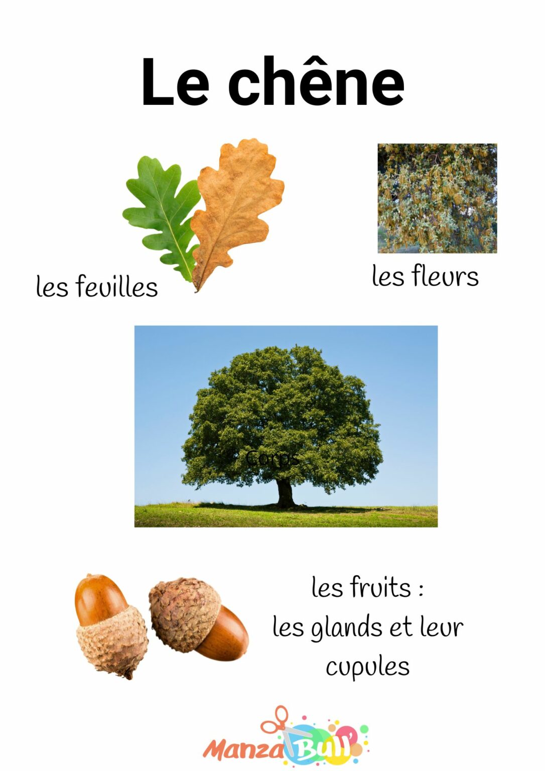 Fiches pédagogiques sur le chêne - ManzaBull'