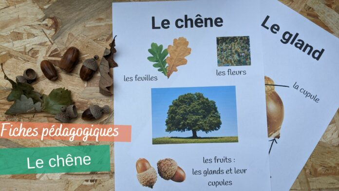 Fiches pédagogiques sur le chêne - ManzaBull'