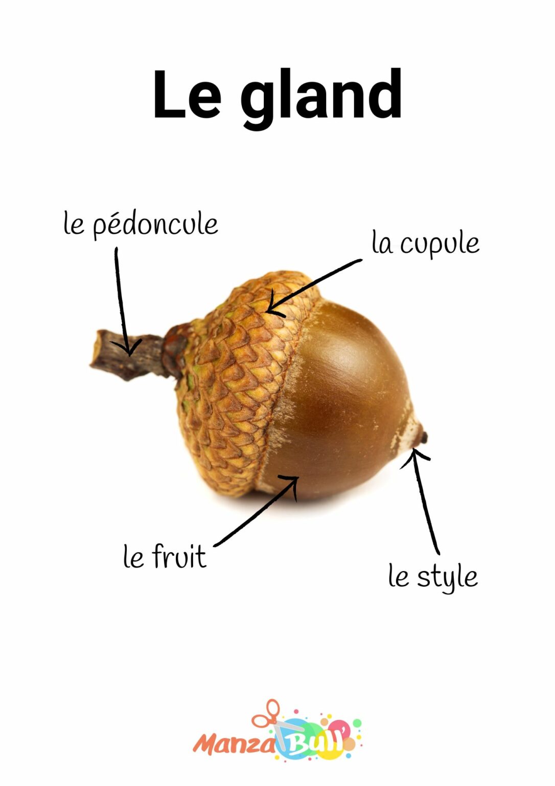 Fiches pédagogiques sur le chêne - ManzaBull'