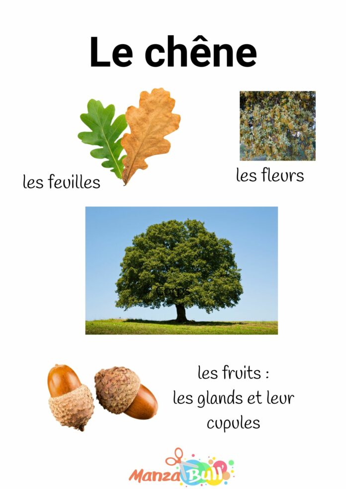 Fiches pédagogiques sur le chêne - ManzaBull'