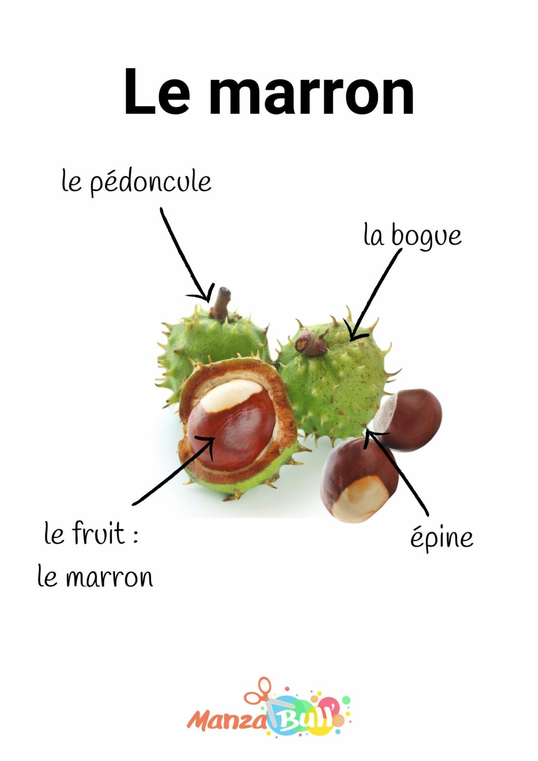 Fiche pédagogique sur le marronnier d'inde - ManzaBull'