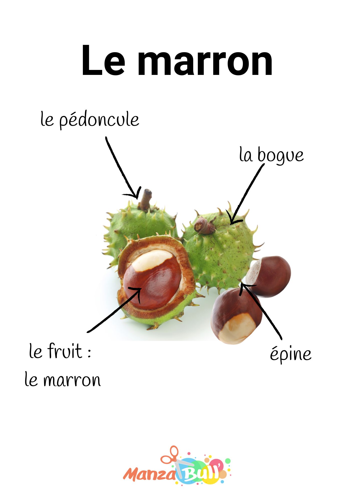 Fiche pédagogique sur le marronnier d'inde - ManzaBull'