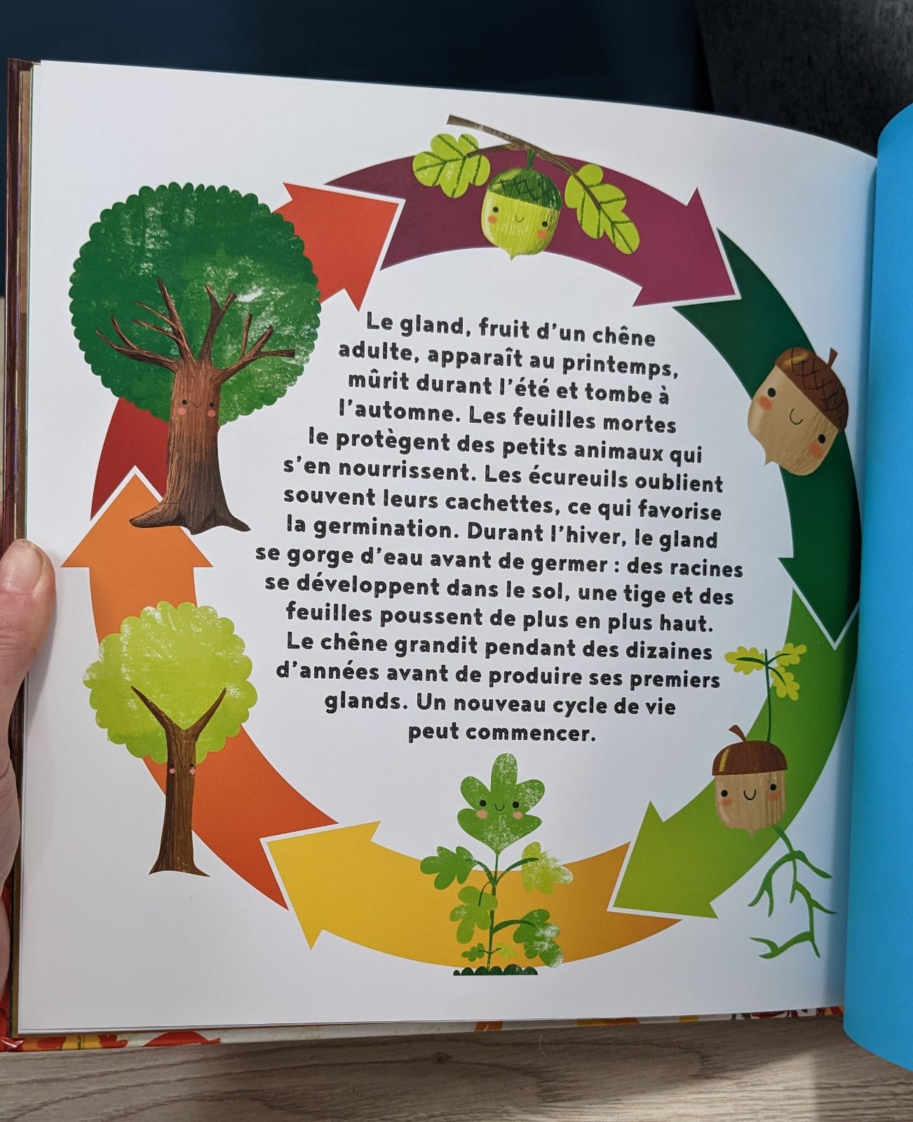 Fiches pédagogiques sur le chêne - ManzaBull'