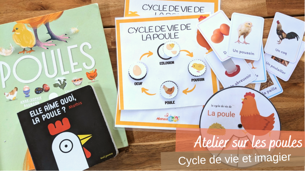 Le cycle de vie de la poule - ManzaBull'