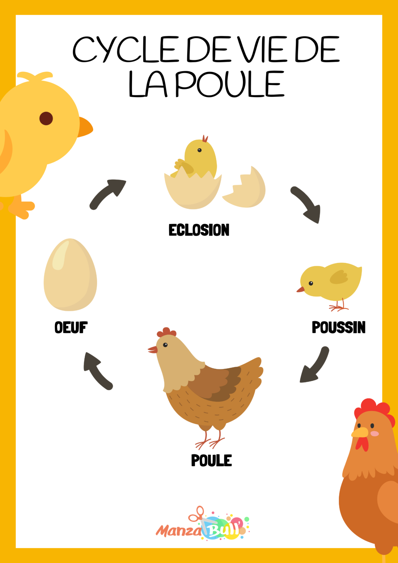 Le cycle de vie de la poule - ManzaBull'