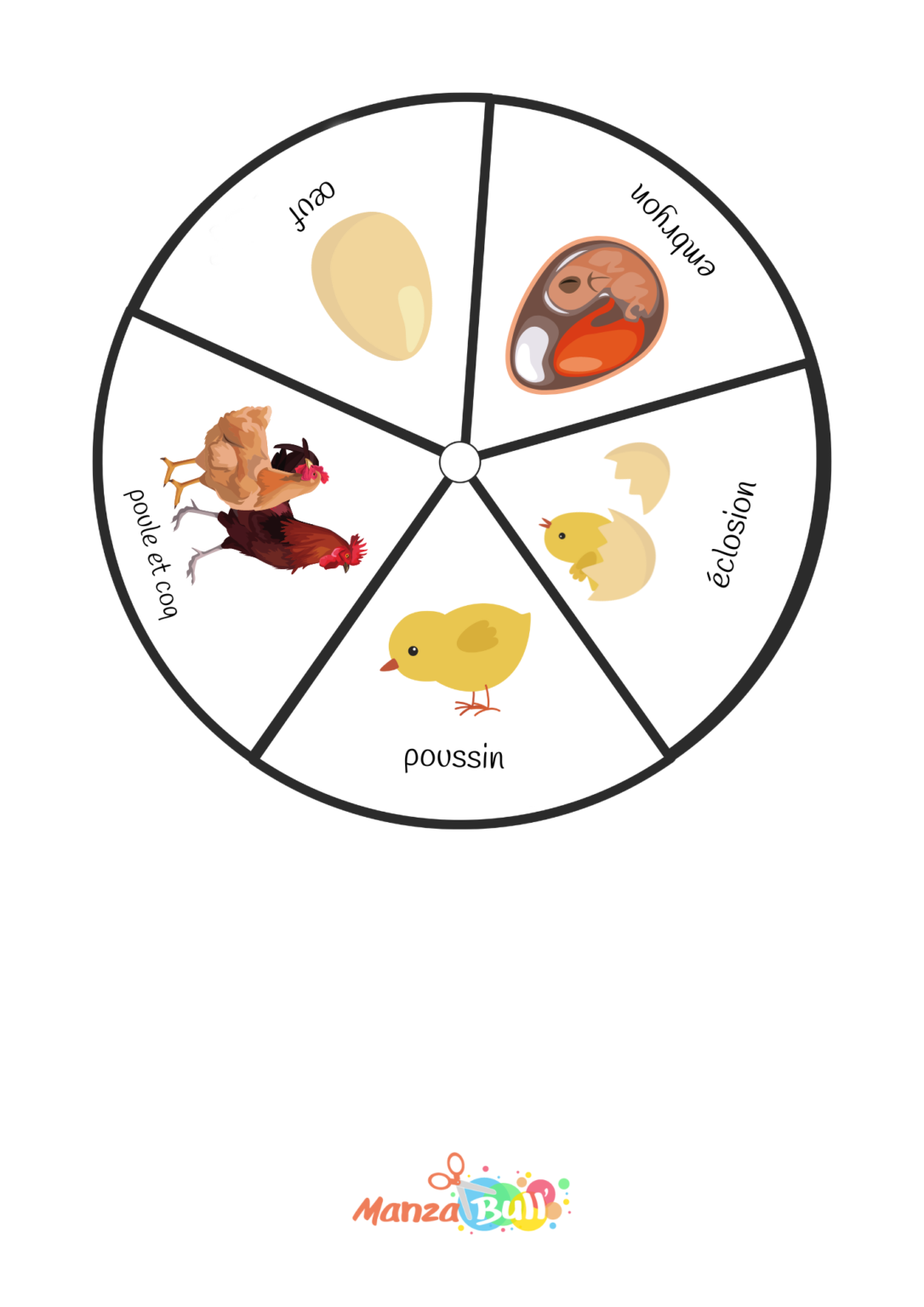 Le cycle de vie de la poule - ManzaBull'