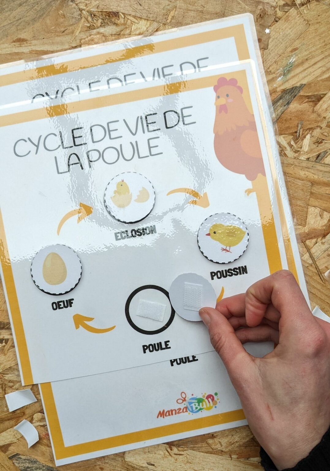 Le cycle de vie de la poule - ManzaBull'