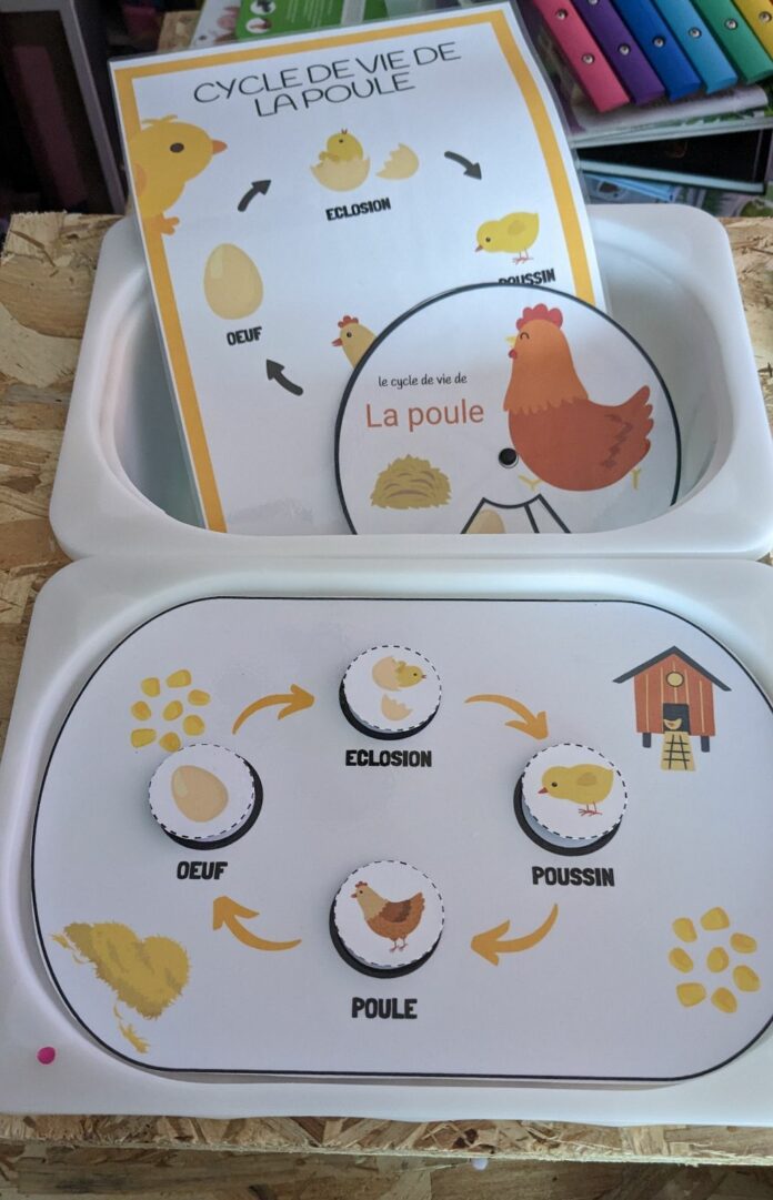 Le cycle de vie de la poule - ManzaBull'