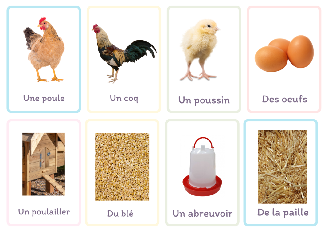 Le cycle de vie de la poule - ManzaBull'
