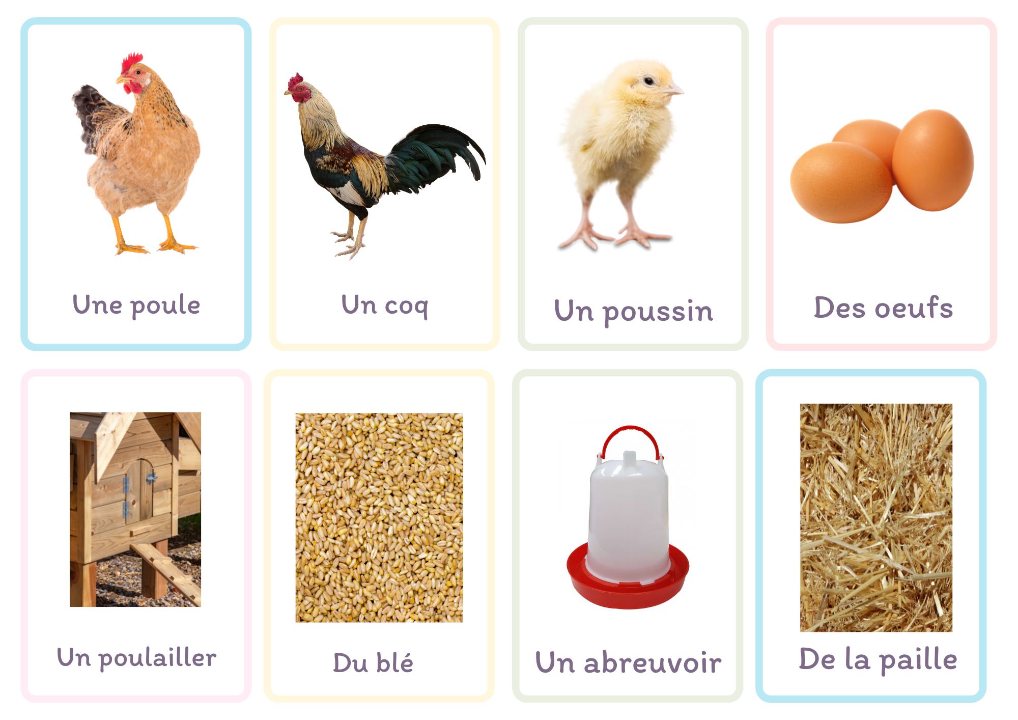 Le cycle de vie de la poule - ManzaBull'