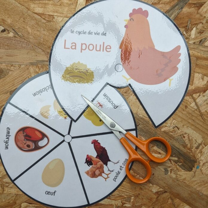 Le cycle de vie de la poule - ManzaBull'