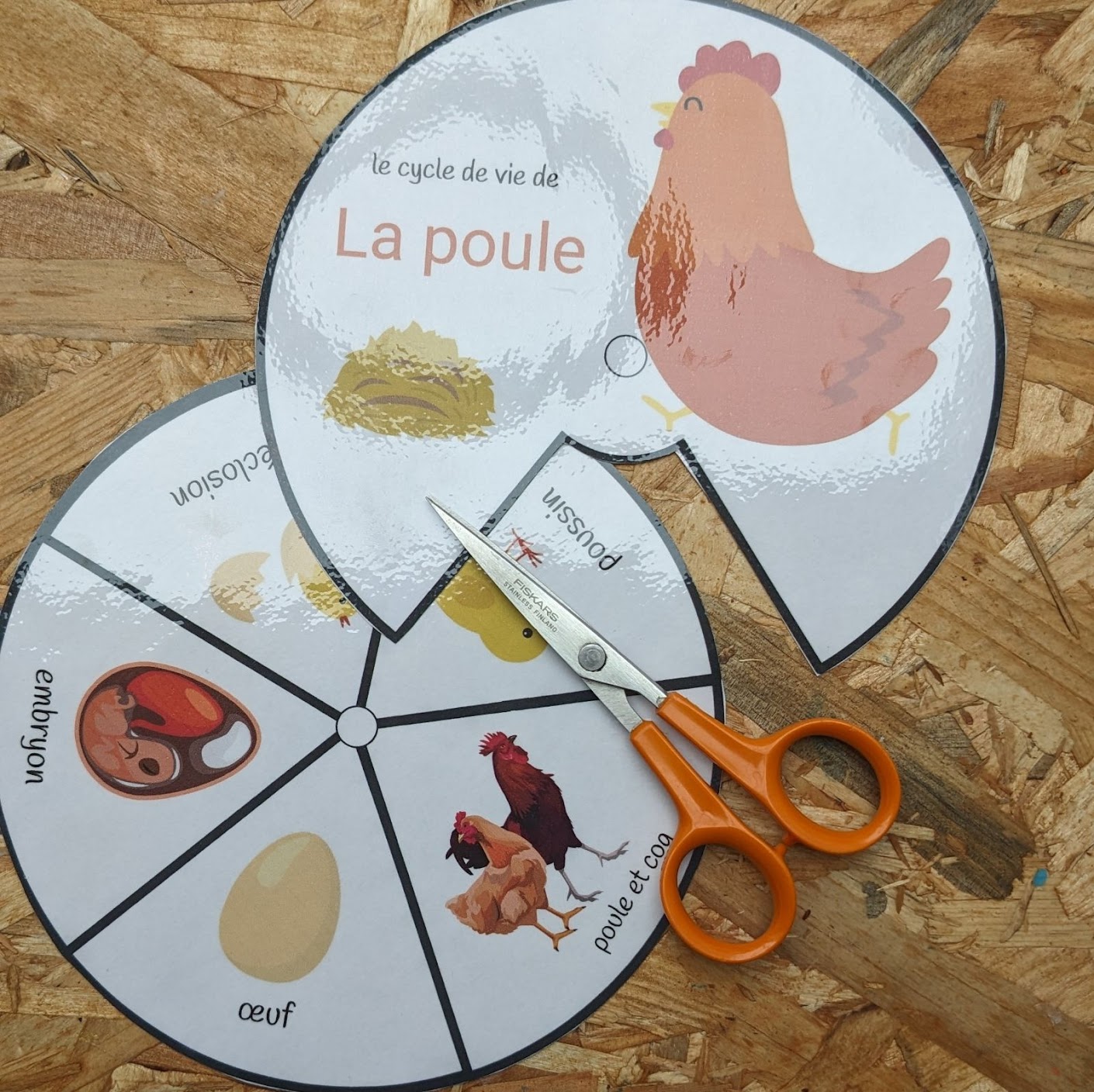 Le cycle de vie de la poule - ManzaBull'