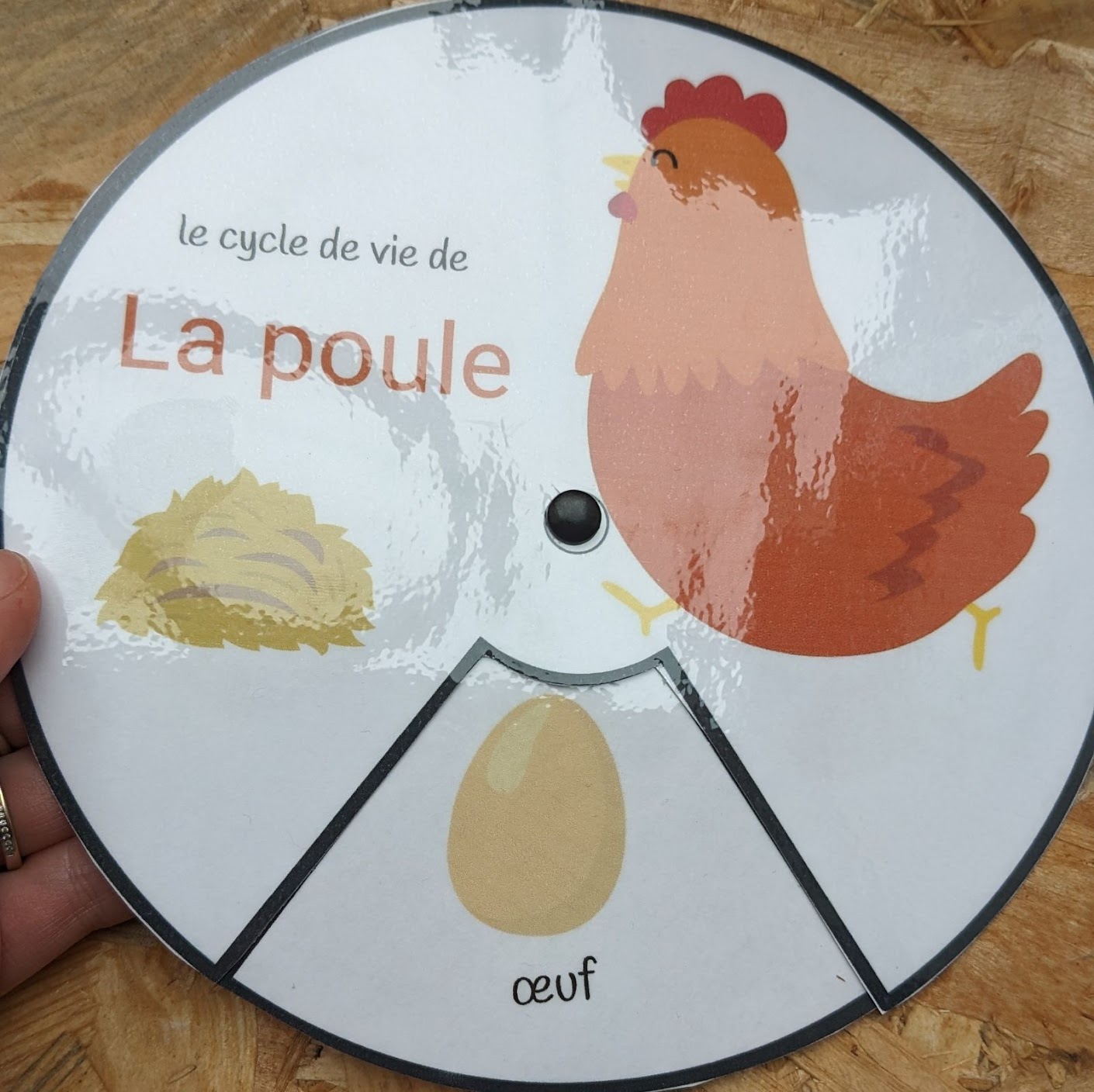 Le cycle de vie de la poule - ManzaBull'