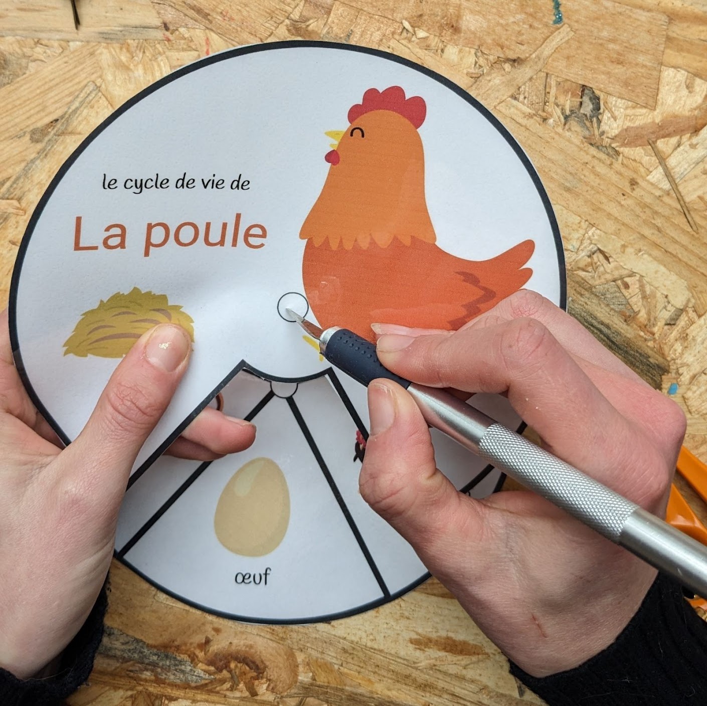Le cycle de vie de la poule - ManzaBull'