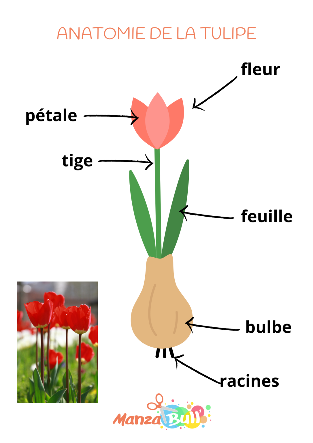 La tulipe : fiche pédagogique et origami - ManzaBull'