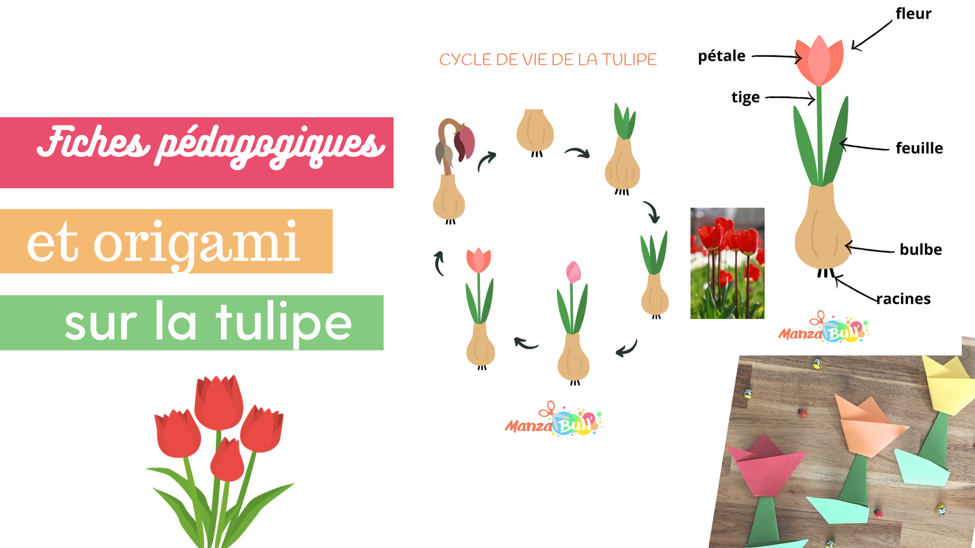La tulipe : fiche pédagogique et origami - ManzaBull'