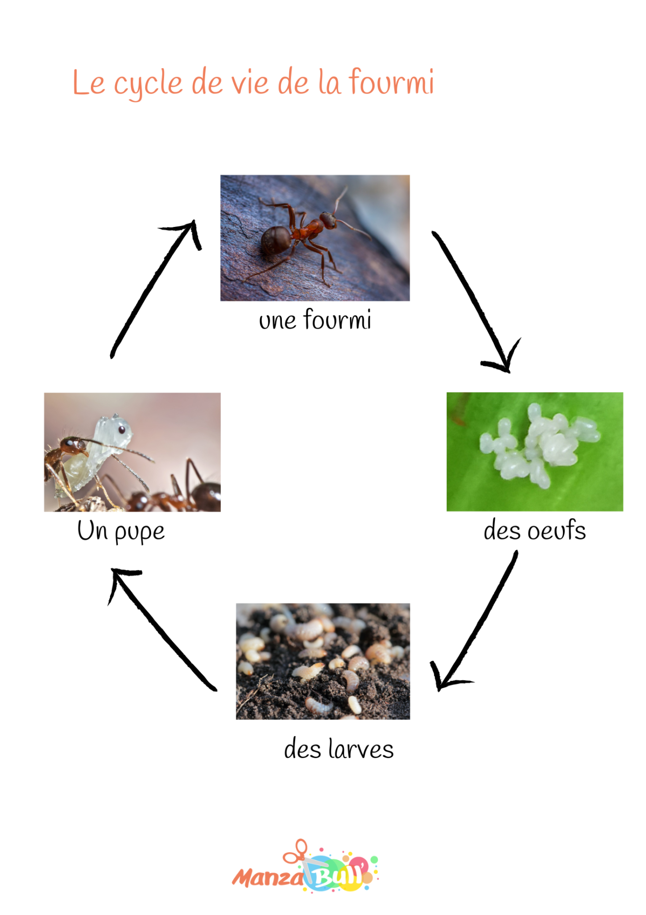 Atelier sur le thème des fourmis - ManzaBull'