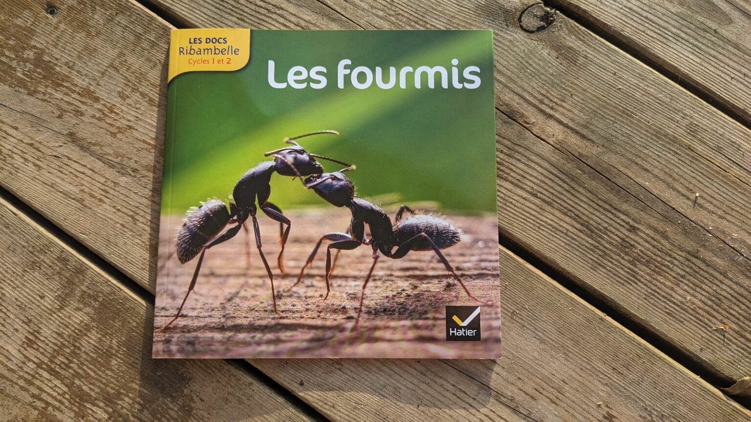 Atelier sur le thème des fourmis - ManzaBull'