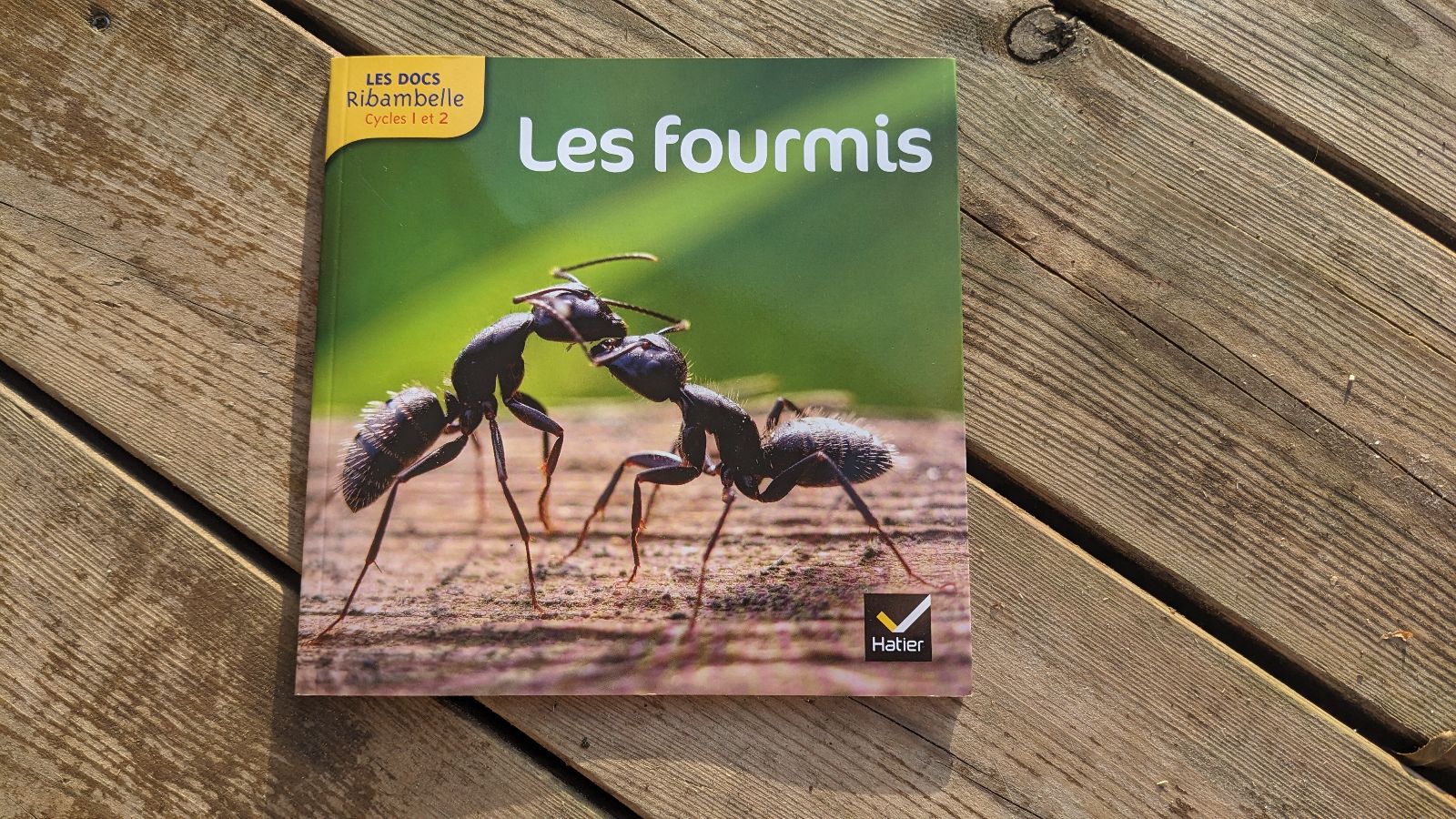 Atelier sur le thème des fourmis - ManzaBull'