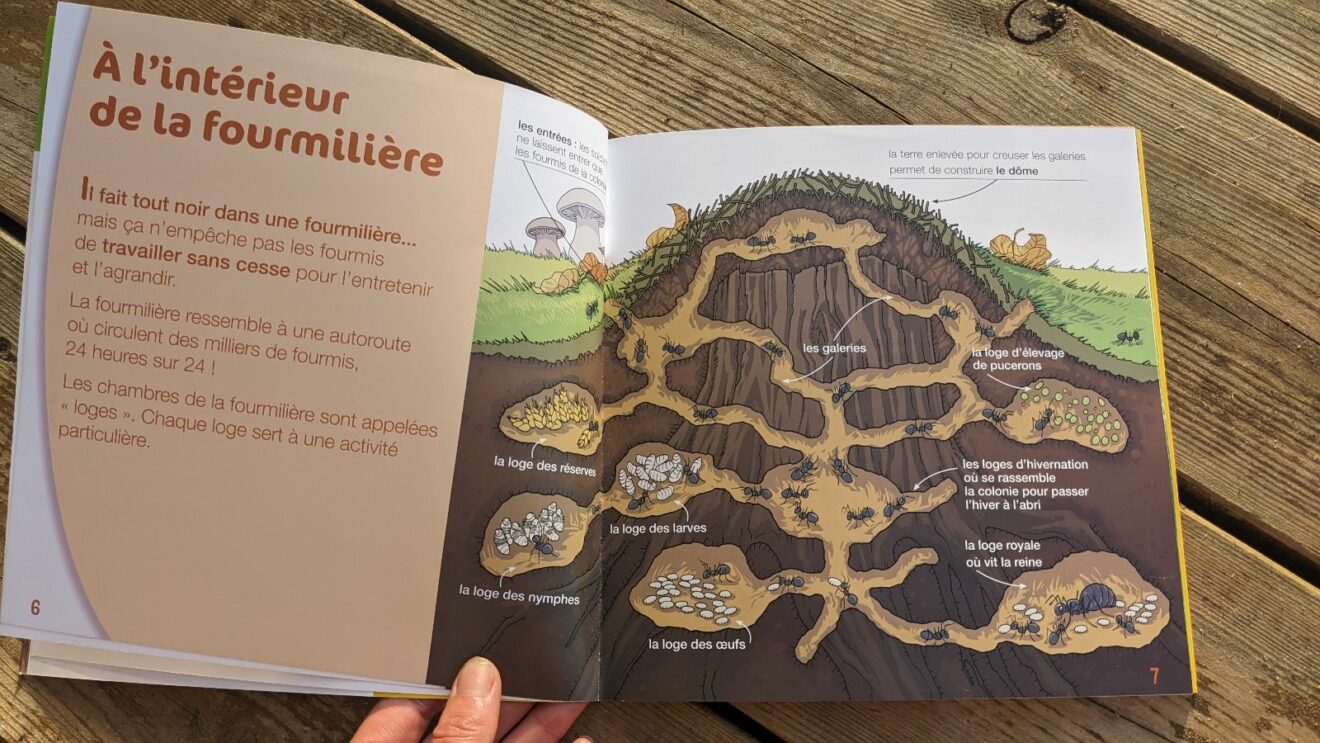 Atelier sur le thème des fourmis - ManzaBull'