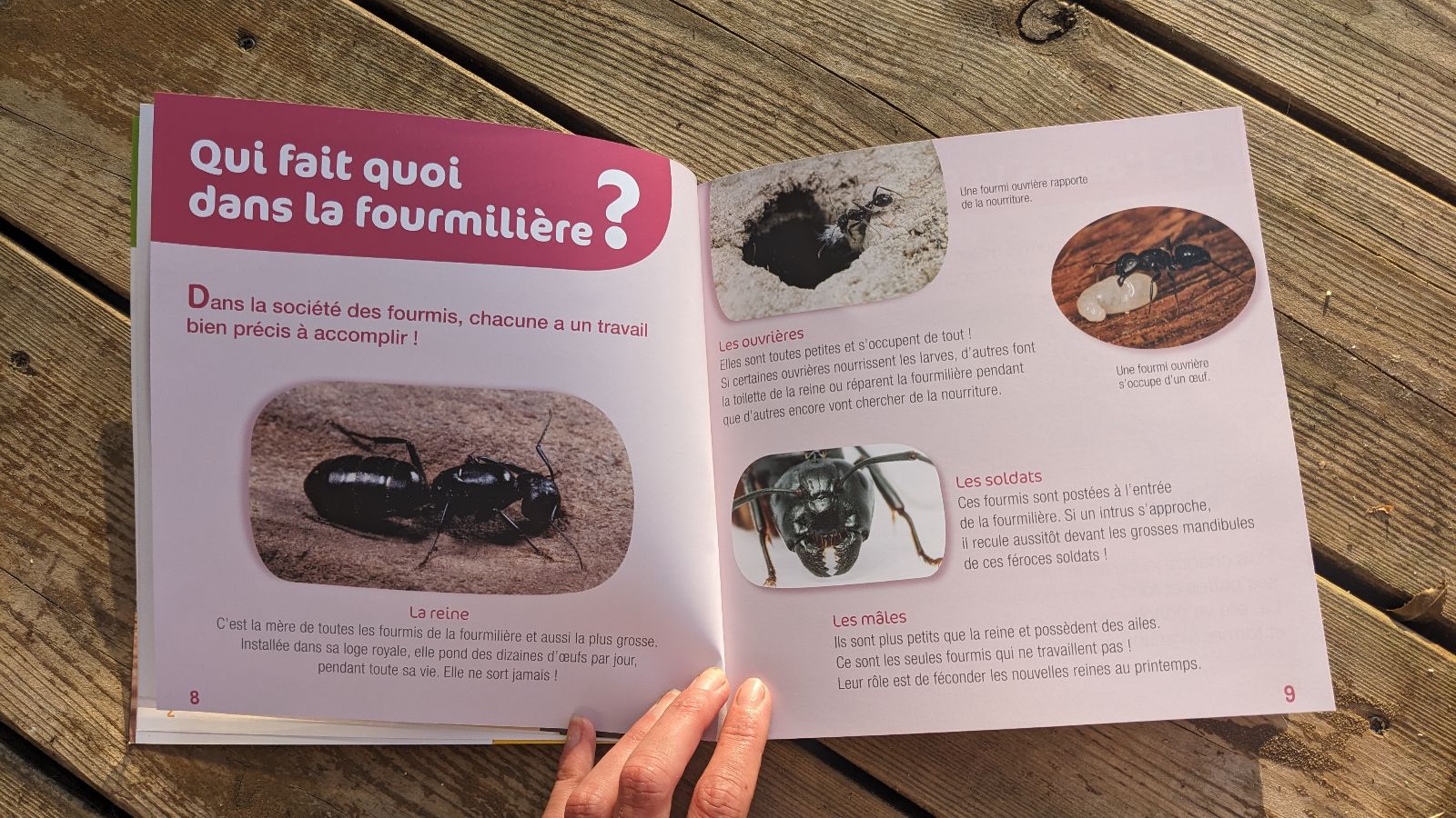 Atelier sur le thème des fourmis - ManzaBull'