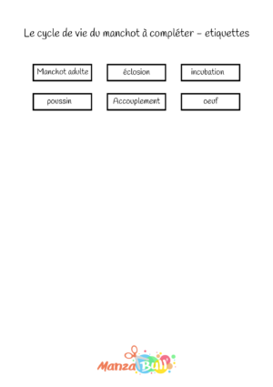 Le cycle de vie du manchot - ManzaBull'