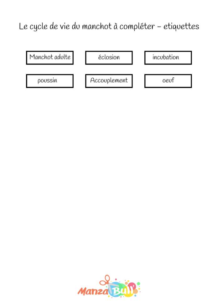 Le cycle de vie du manchot - ManzaBull'