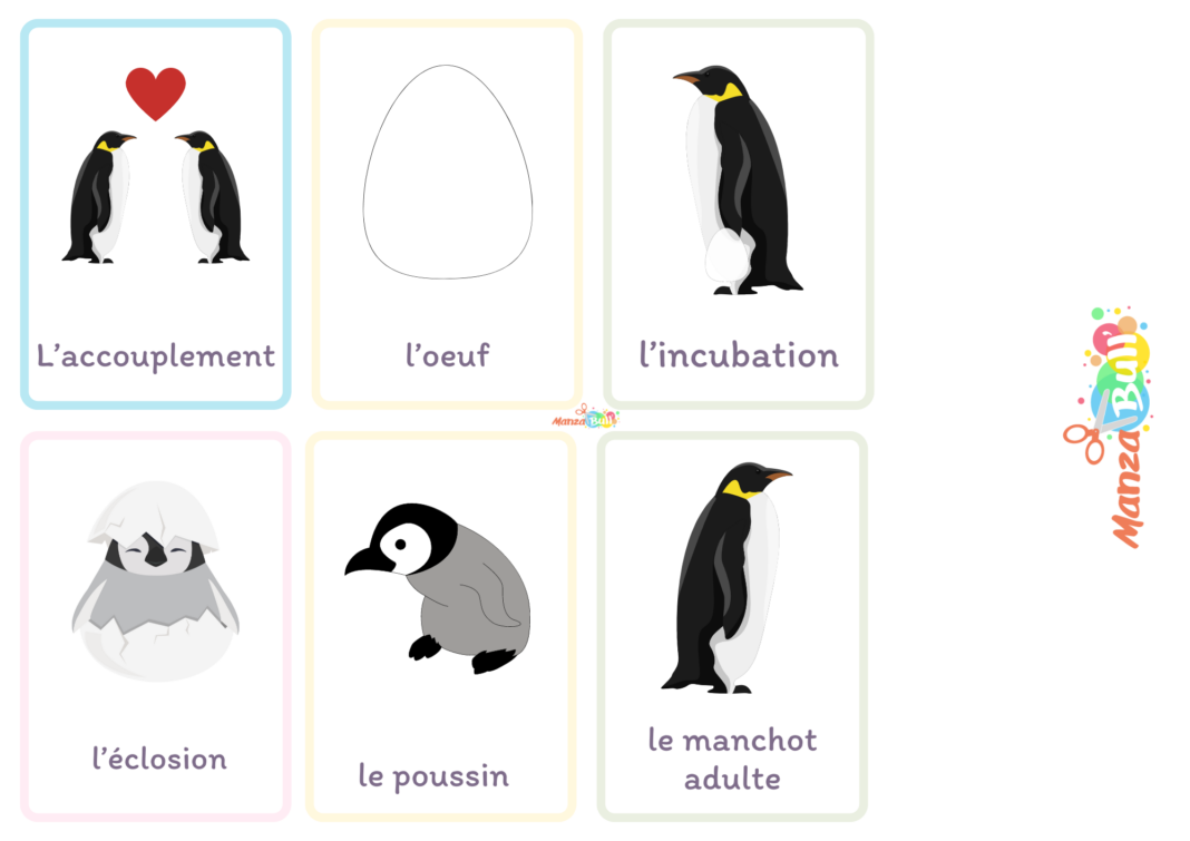 Le cycle de vie du manchot - ManzaBull'