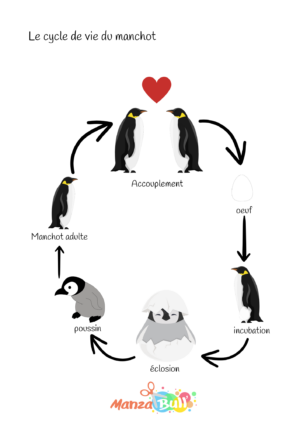 Le cycle de vie du manchot - ManzaBull'