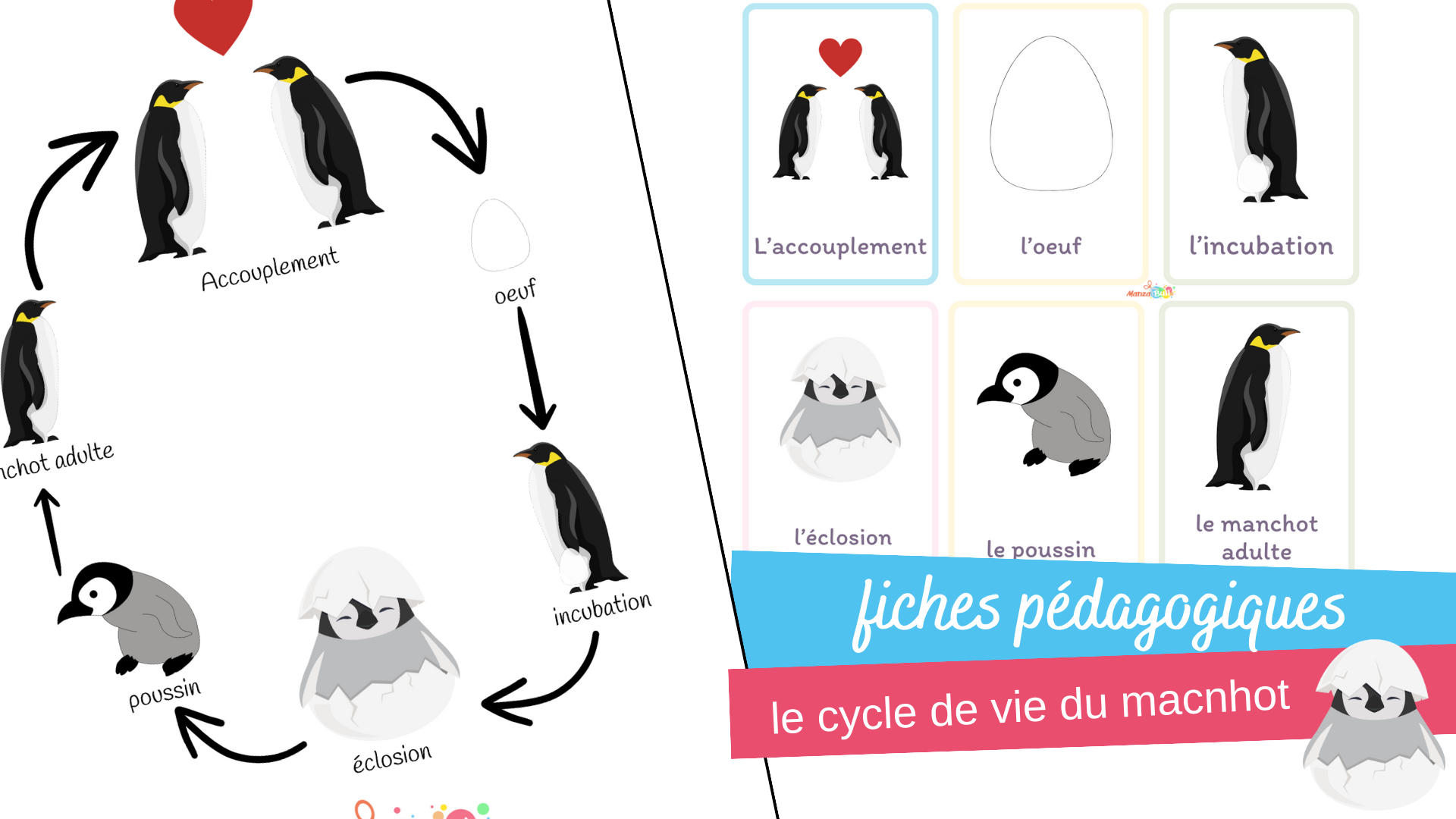 Le cycle de vie du manchot - ManzaBull'