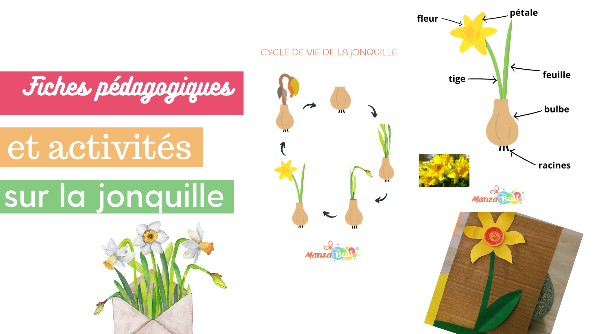 Le Cycle De Vie D'une Plante Pour Les Enfants Cycle De Vie De La