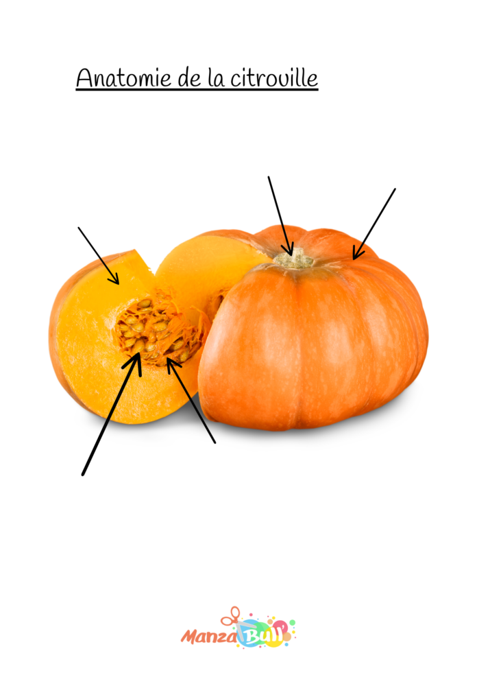 Activités manuelles et fiches pédagogiques sur la citrouille - ManzaBull'